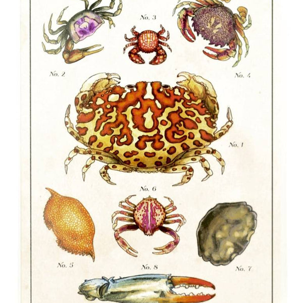 Crab Scientific Illustration